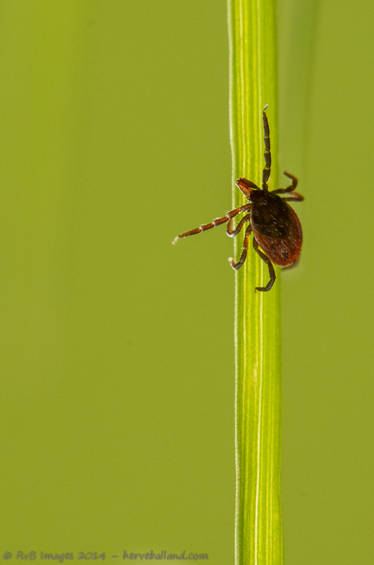 RvB Images, photographies et discussions autour de la nature